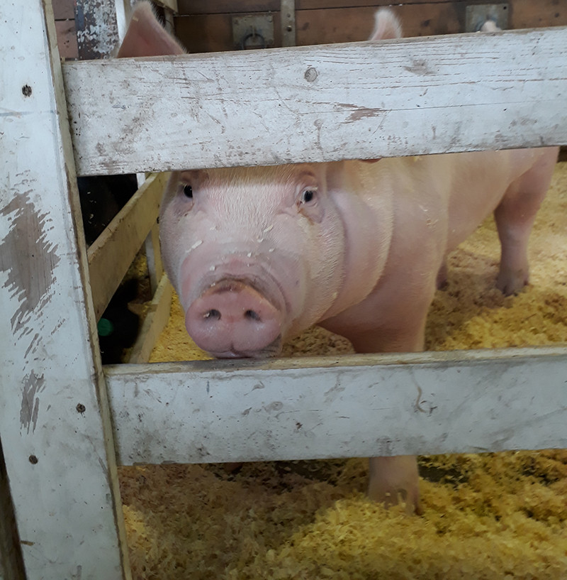 World Pork Expo Gives Glimpse Into the Lives of Factory Farmed Pigs