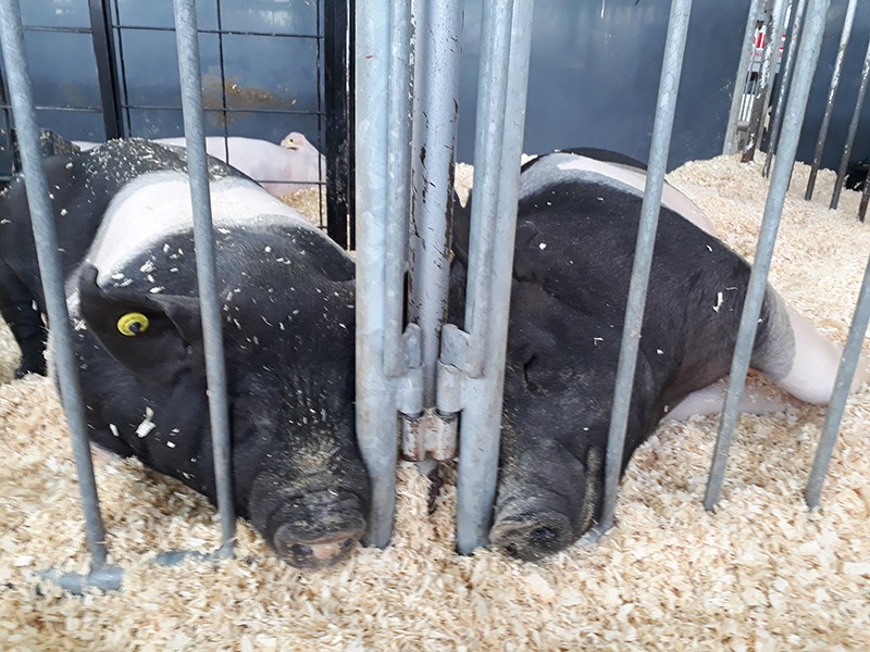 World Pork Expo Gives Glimpse Into the Lives of Factory Farmed Pigs