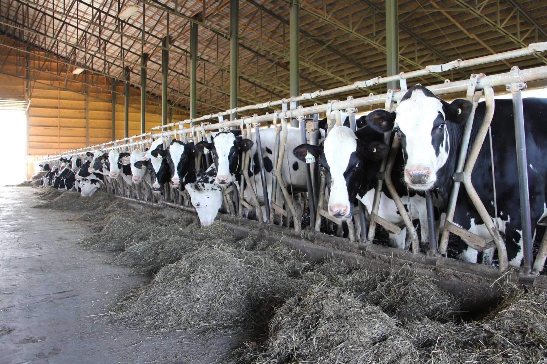 What Are Tie Stalls for Dairy Cows?