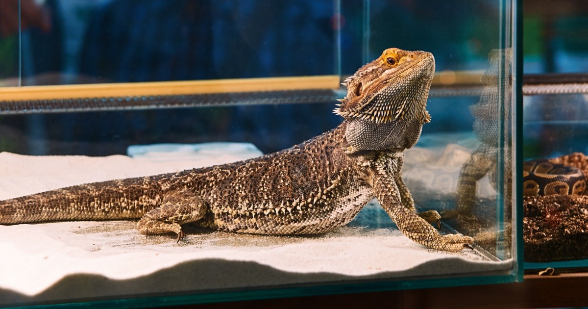 5 Reasons PetSmart’s New Brand Campaign Is Misleading