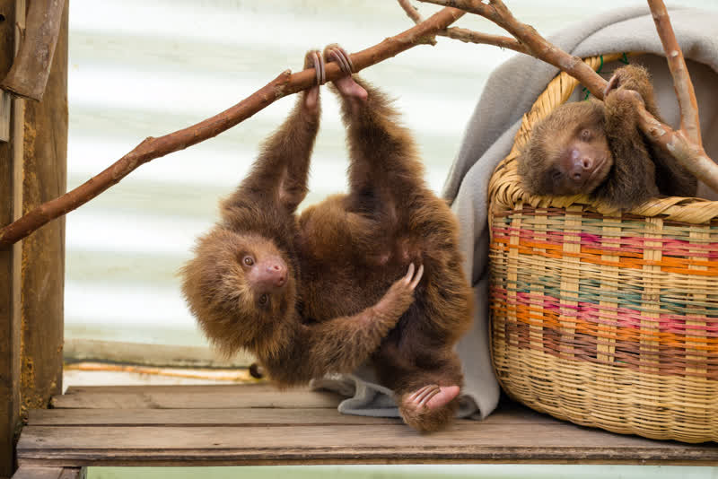 Impact: Baby Three-Toed Sloth Thriving After Rescue