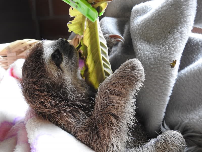 Update: Baby Sloth Recovers at Sanctuary After Traumatic Attack