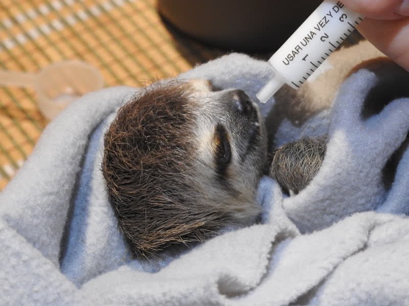 Baby sloth recovers at sanctuary after traumatic attack