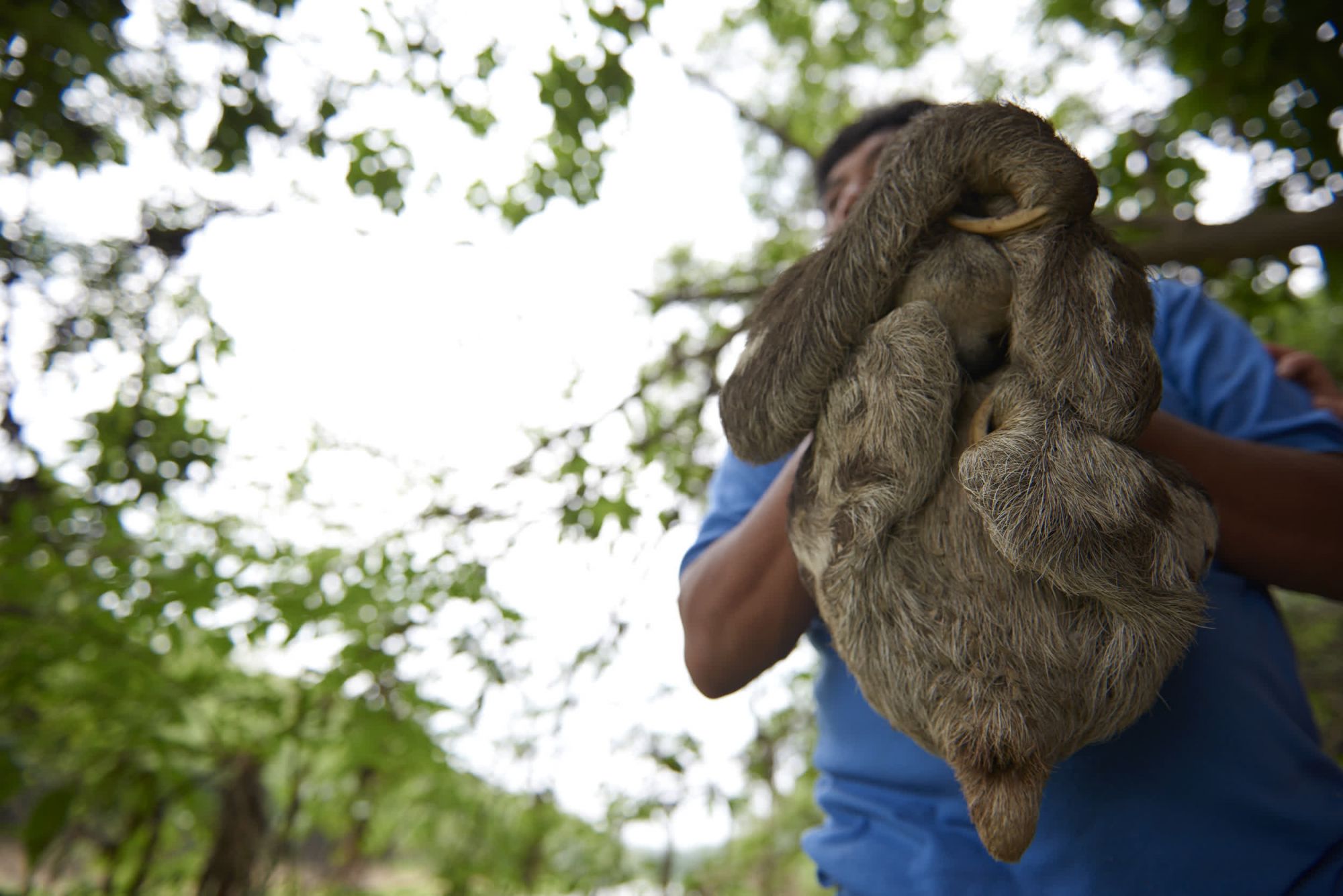 Sloth selfies: how we discovered the true impact