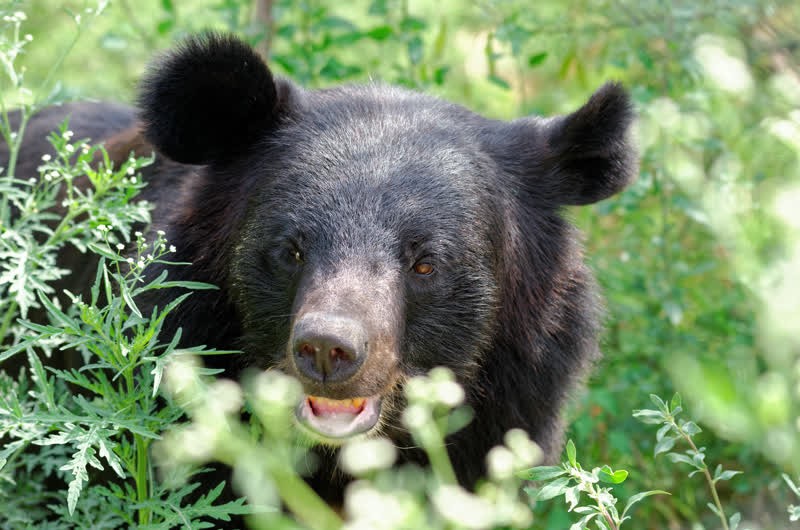 5 Cool Facts About Bears