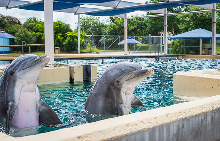 5 Reasons Not to Swim With Dolphins