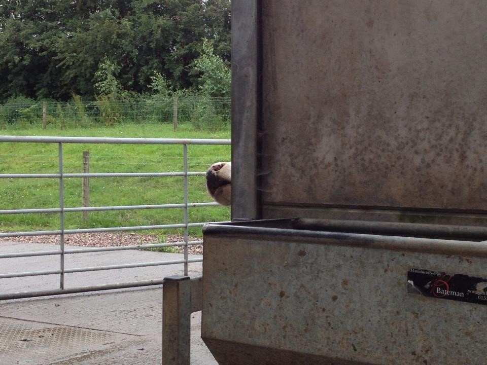 Loco-MOO-tion and Fowl-ty landings