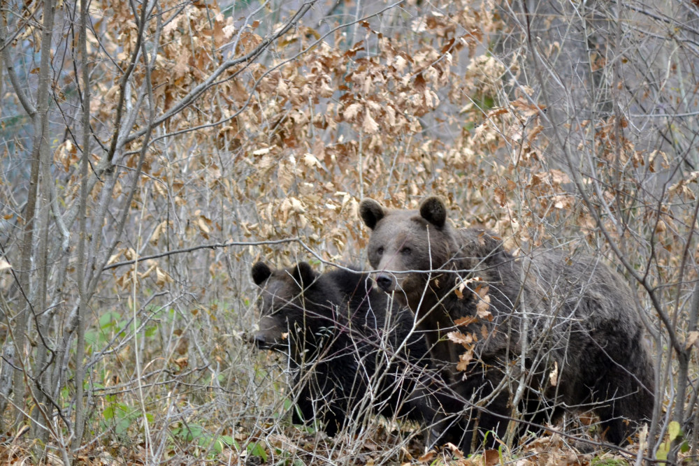 10 years, 87 bears: Stories from our Romanian bear sanctuary