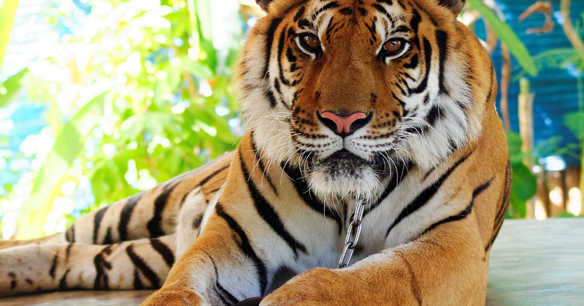 Outrage as Thailand’s cruel tiger entertainment industry continues to grow
