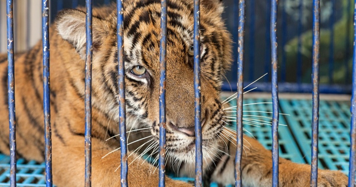 Fear for Tigers, as Company Behind Cruel Tiger Temple Plans New Venue