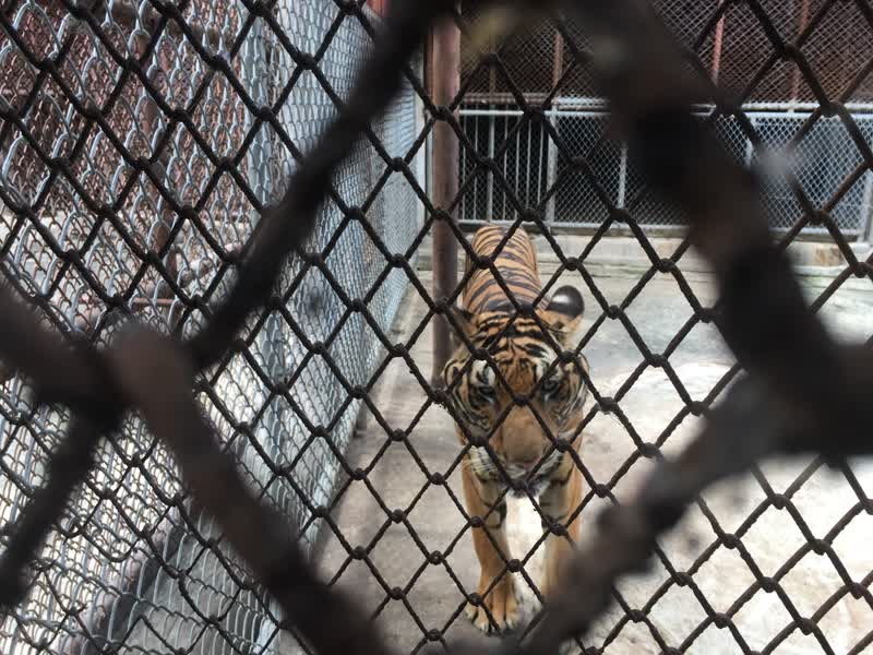 Captive tiger breeding breeds suffering. Thailand must enforce a ban