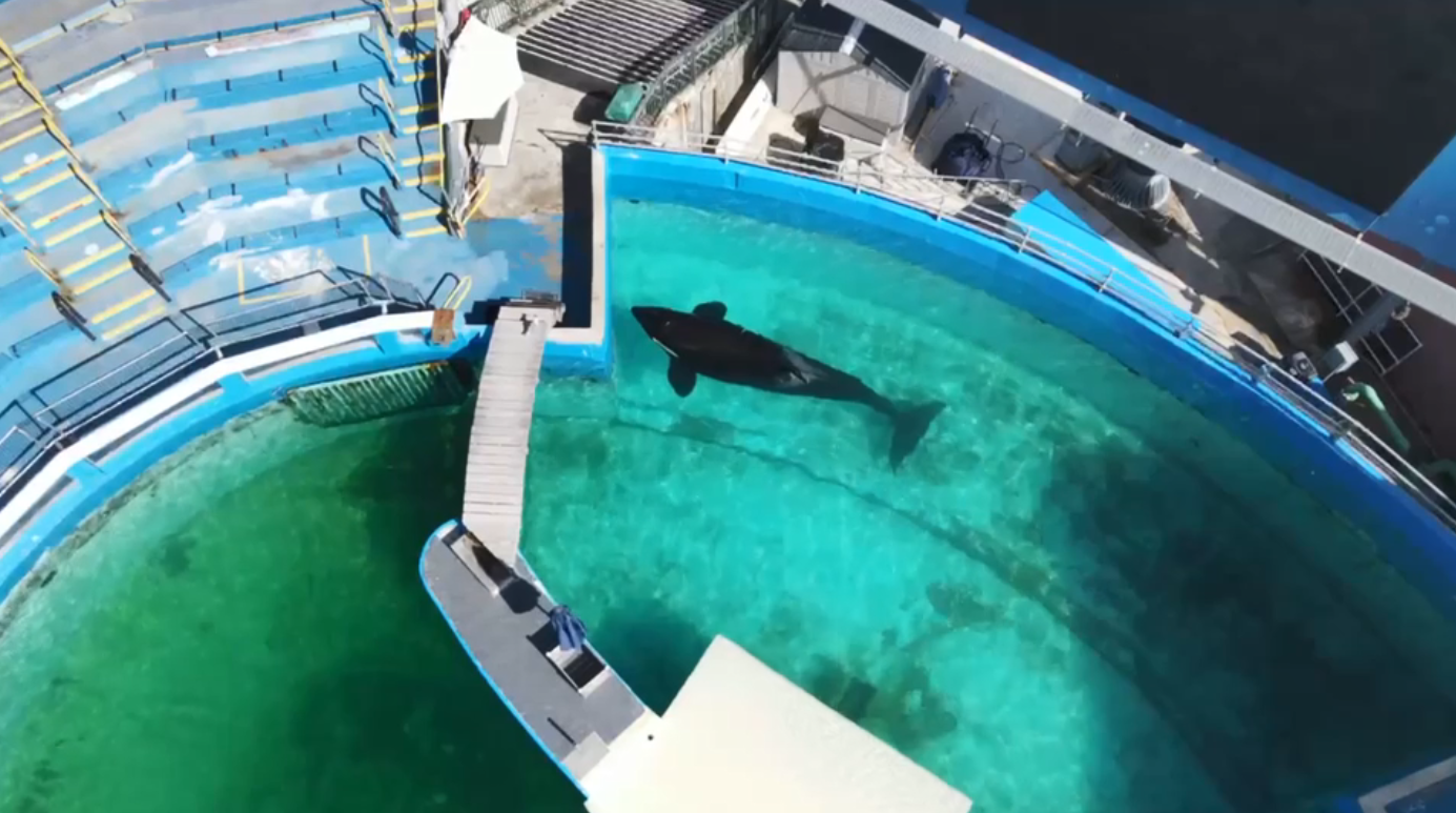 Tokitae and the Fight to Bring Her Back Home