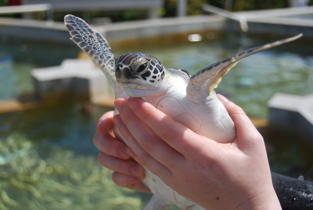 Cayman Turtle Farm endangers wild turtles