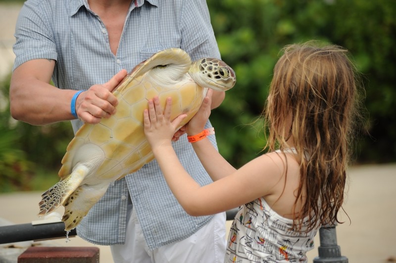 5 surprising facts about turtle cruelty happening today