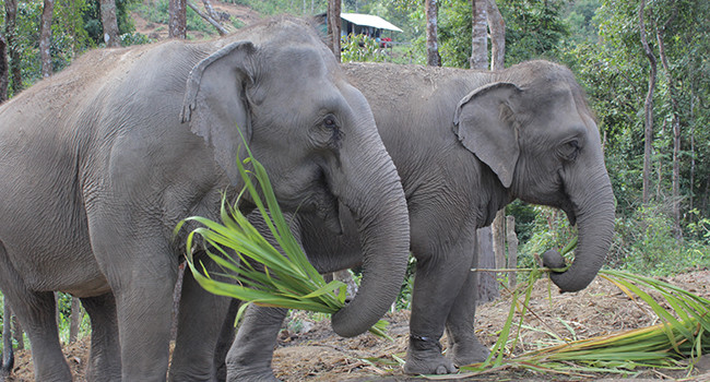 6 Animals Who Form Lifelong Friendships