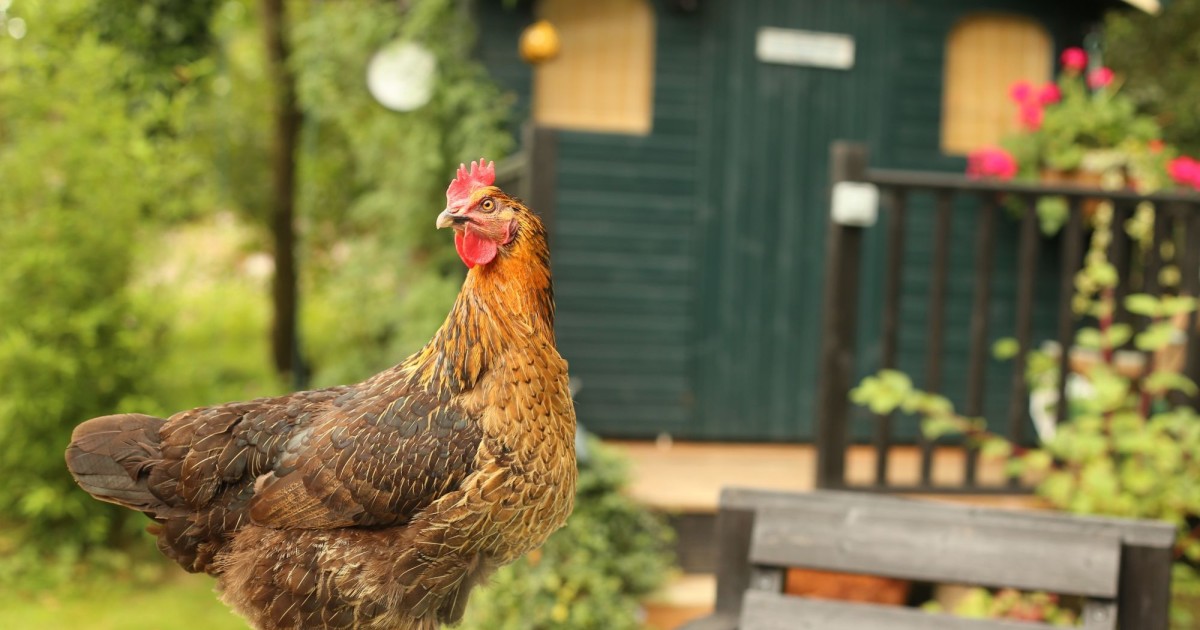 Victory for Laying Hens in Oregon!