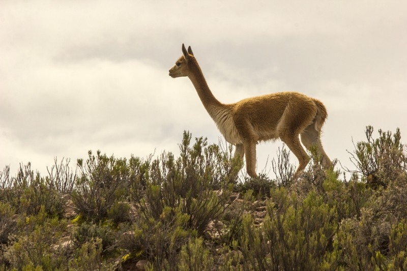 Bringing relief to drought-affected animals in Bolivia