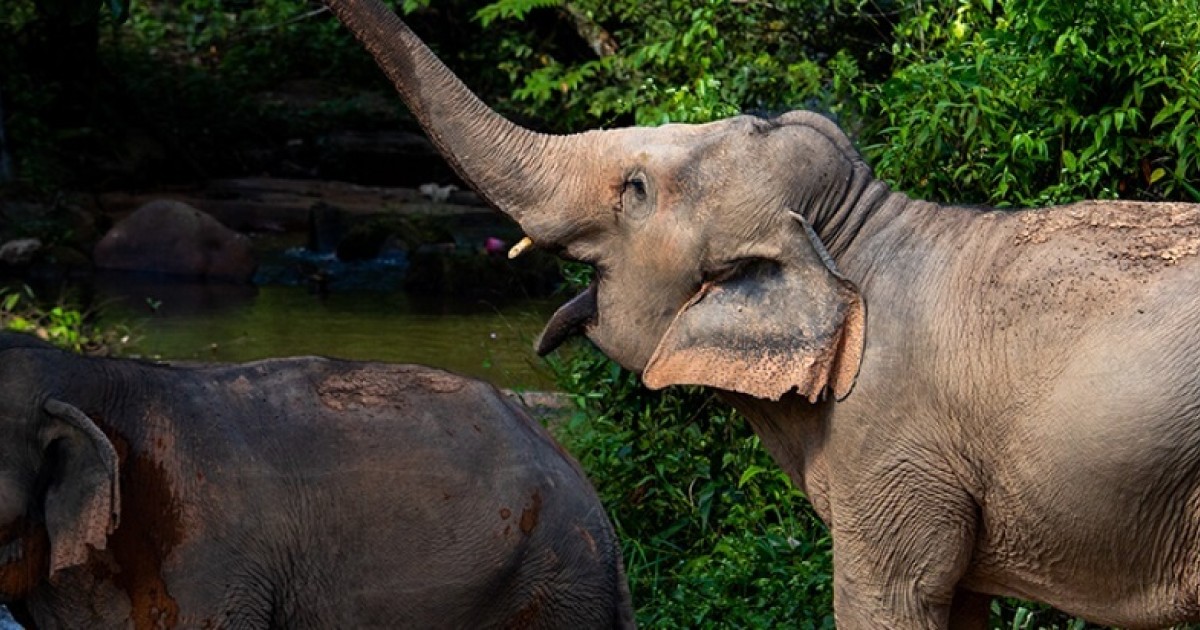 World Elephant Day: Building Better Project