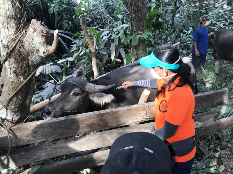 We're aiding animals after a volcano eruption in the Philippines