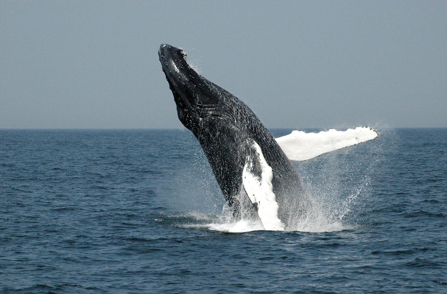International Whaling Commission to Protect Whales from Ghost Gear