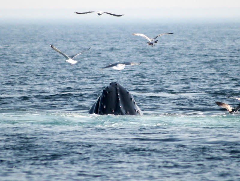 International Whaling Commission to Protect Whales from Ghost Gear