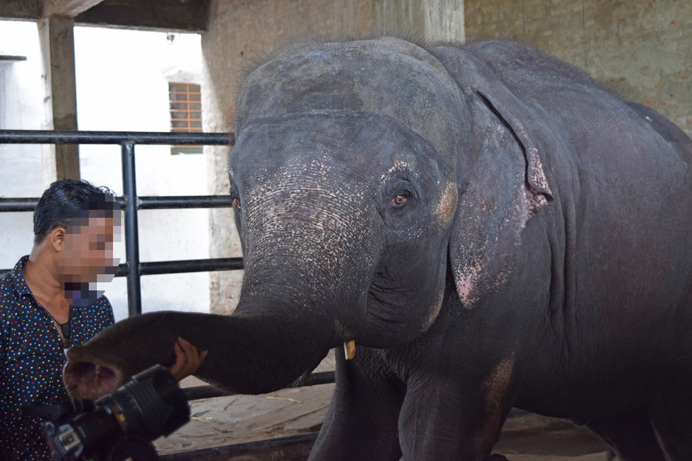 Elephants Never Forget Their Suffering | World Elephant Day