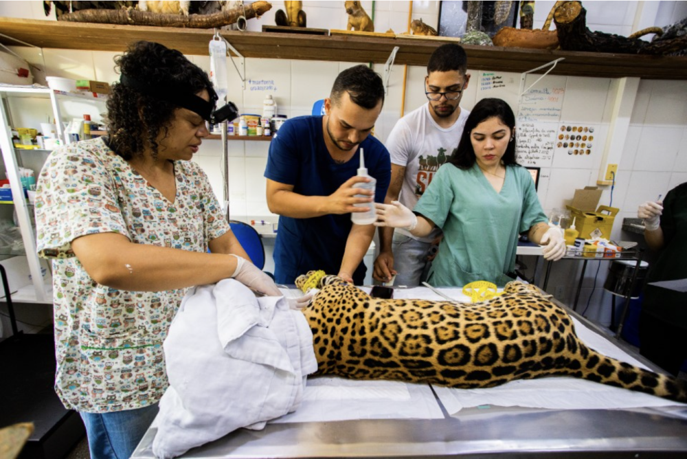 Helping Xamã the Jaguar Cub Return to the Amazon