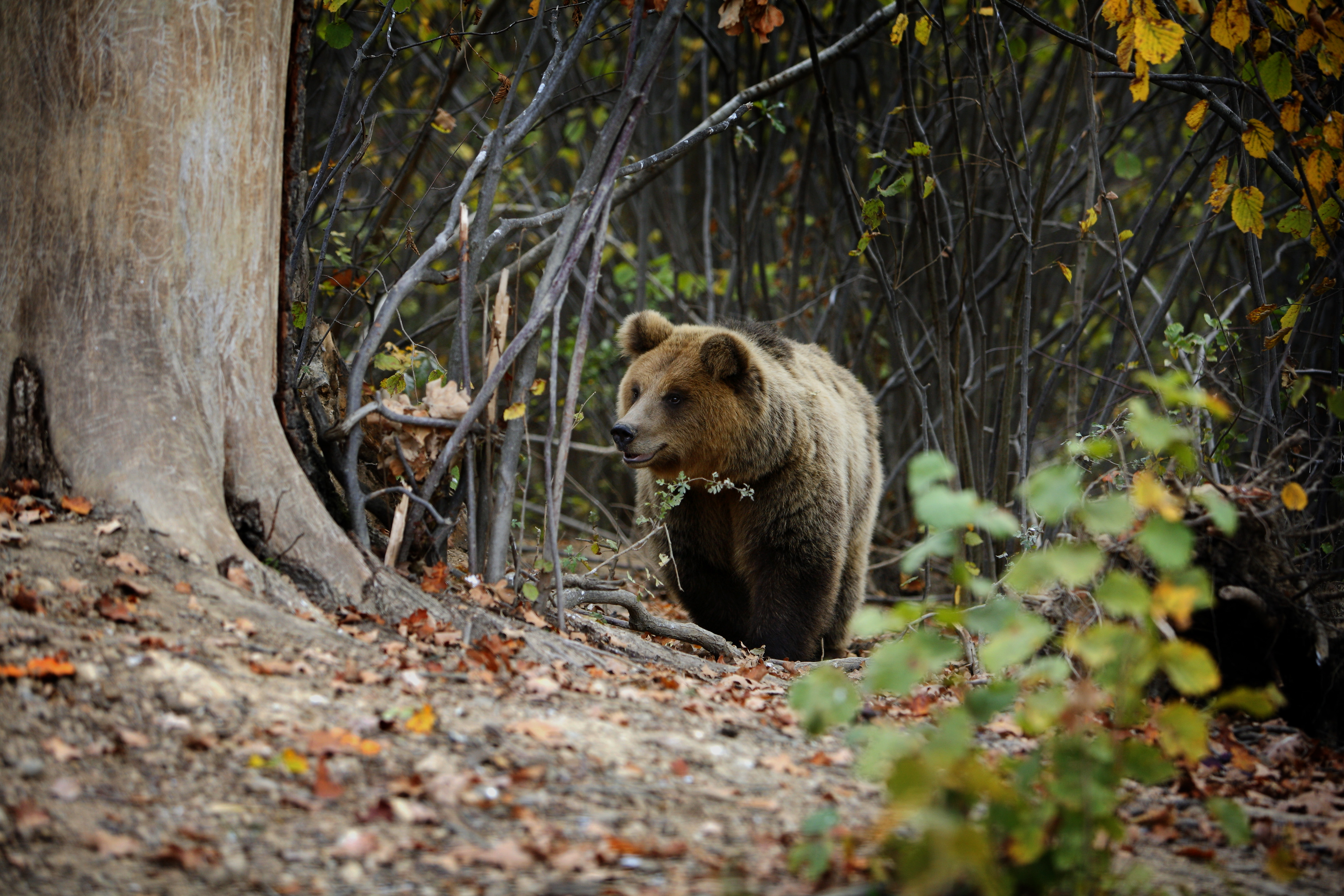 Bears to begin new lives in Romanian forest Sanctuary
