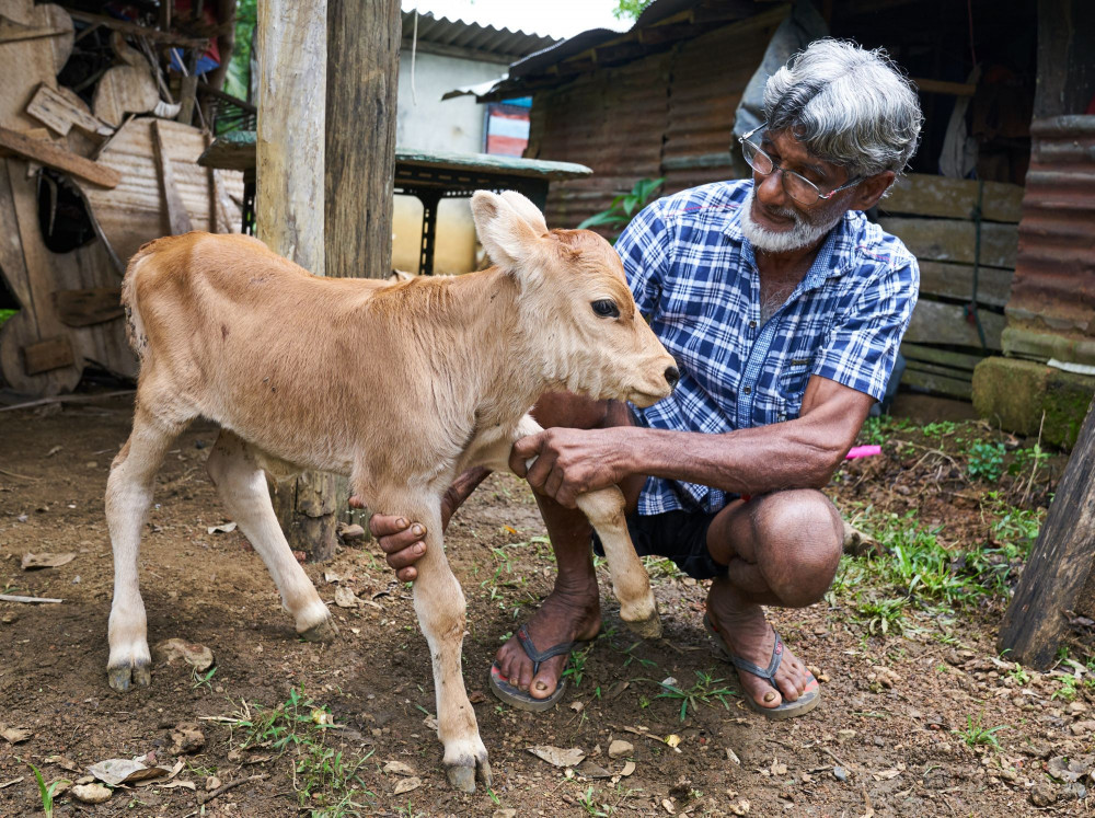 Zebu the Calf and Elulu the Goat Recover from Sri Lankan Floods
