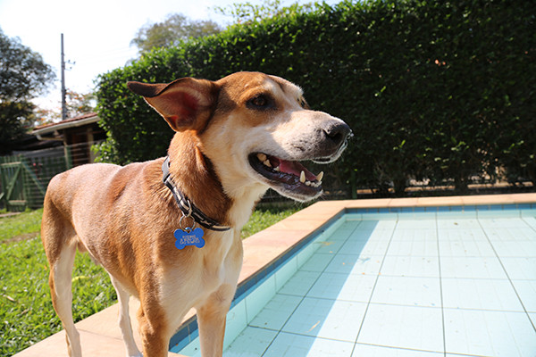 Meet the rescue dogs of Rio