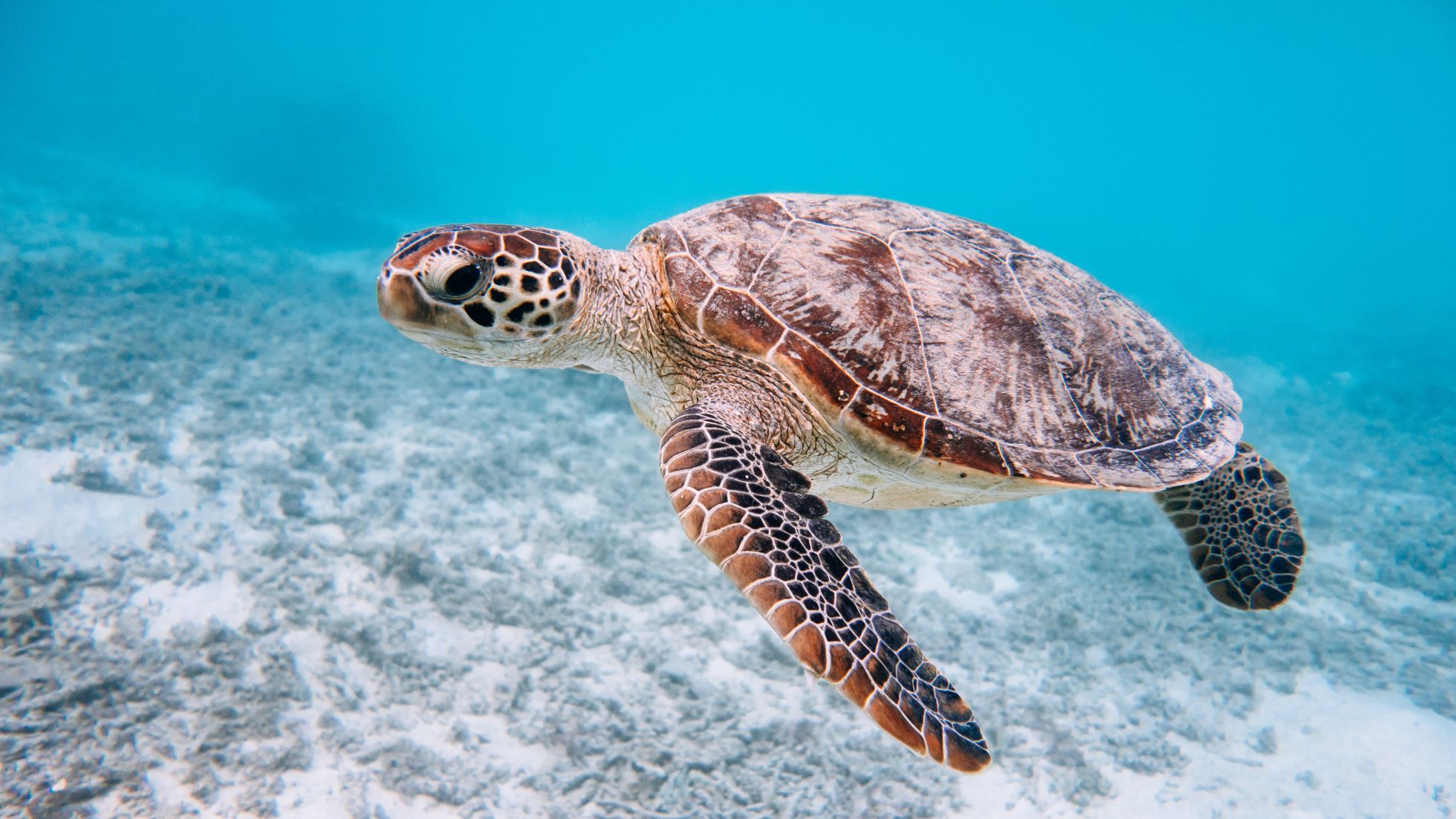 Turtle Encounters Exposed: How GetYourGuide Profits From Turtle Abuse