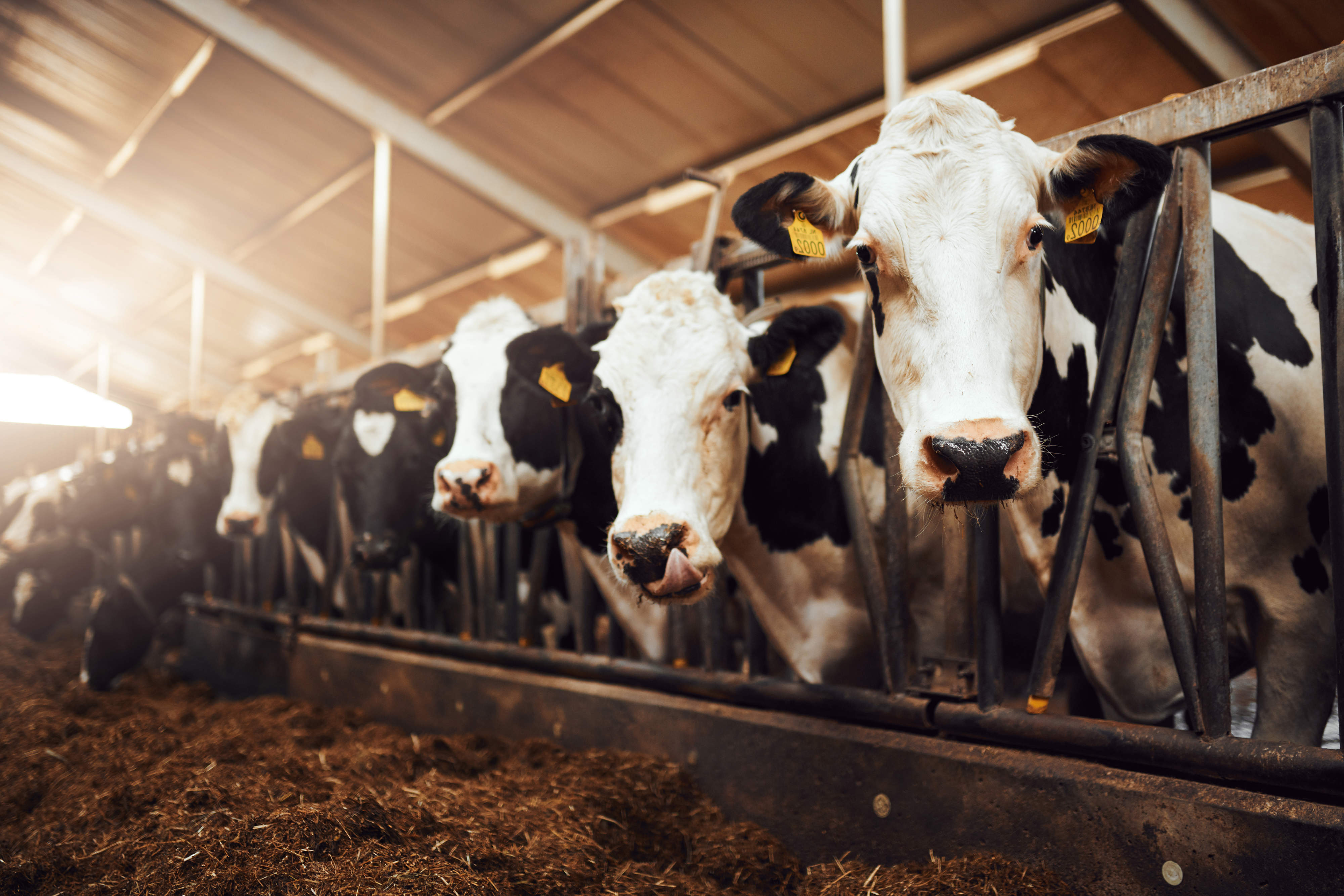 Tell Top Food Companies to Do Better for Animals and the Planet