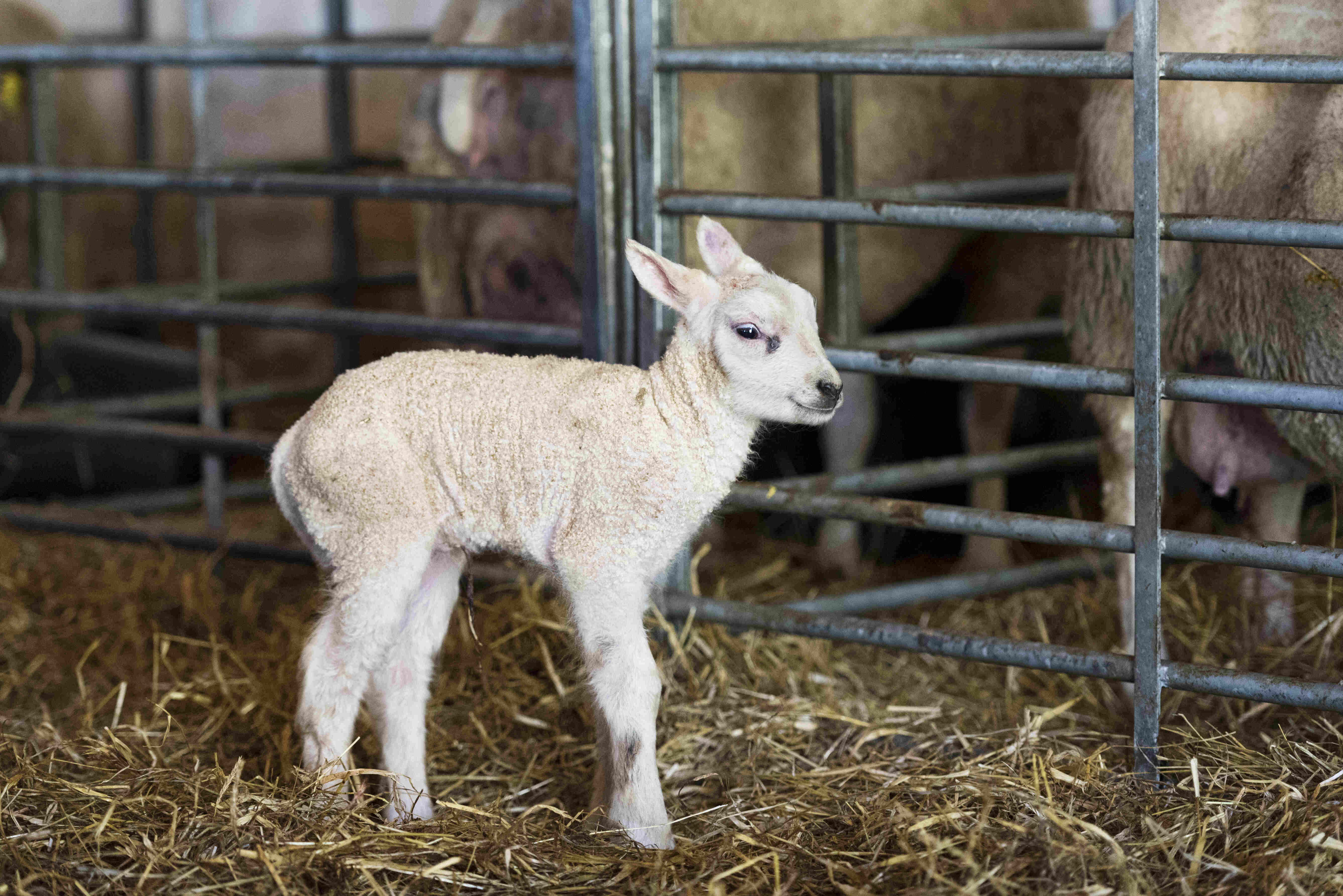 Our Grassroots Efforts to Help Denver Ban Slaughterhouses and Fur