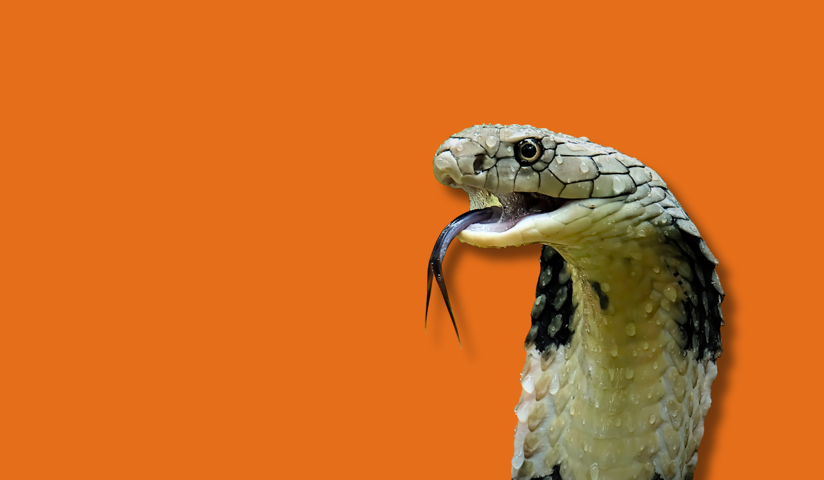 Snake Facts | Education Center