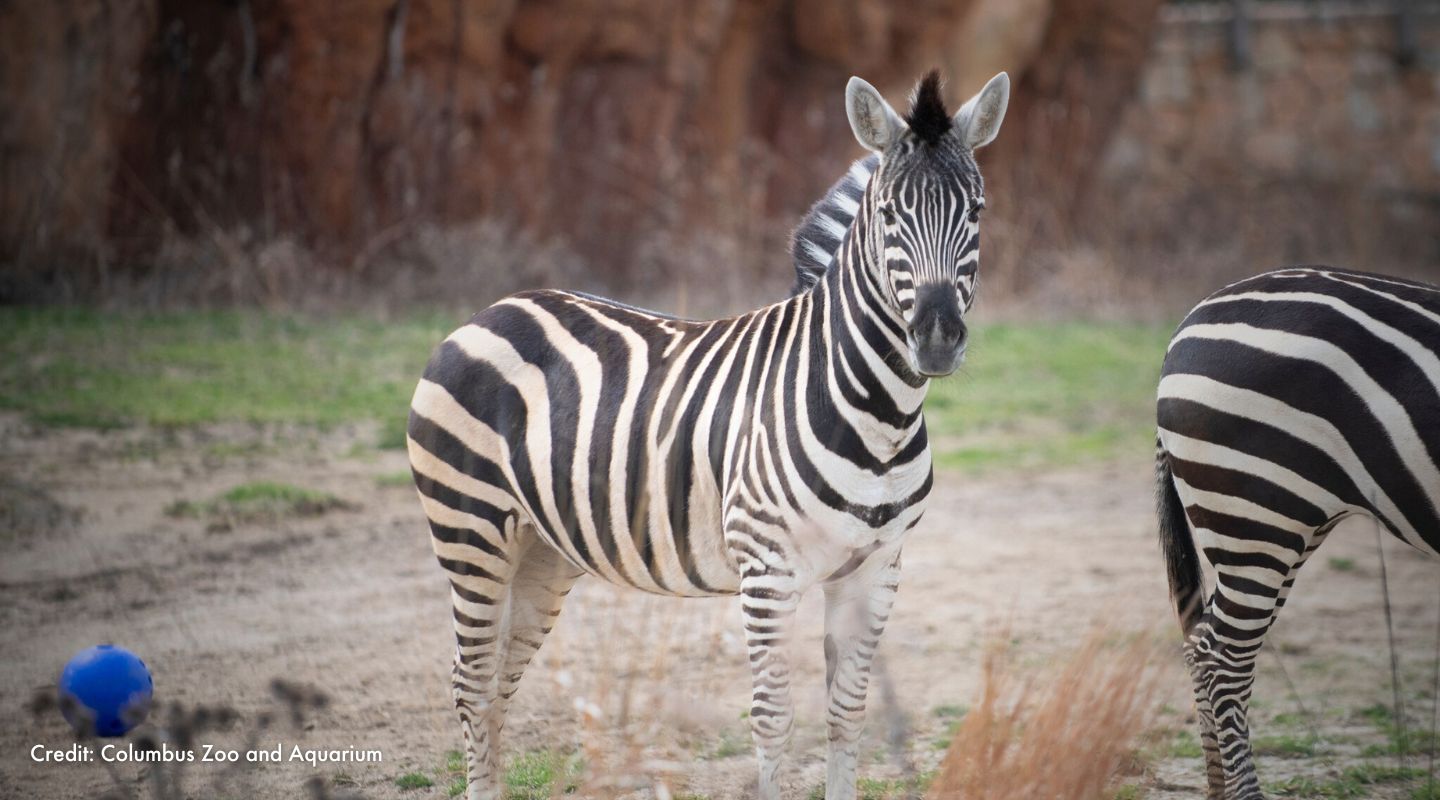 Paula the Zebra (Unknown-2025) | Obituary
