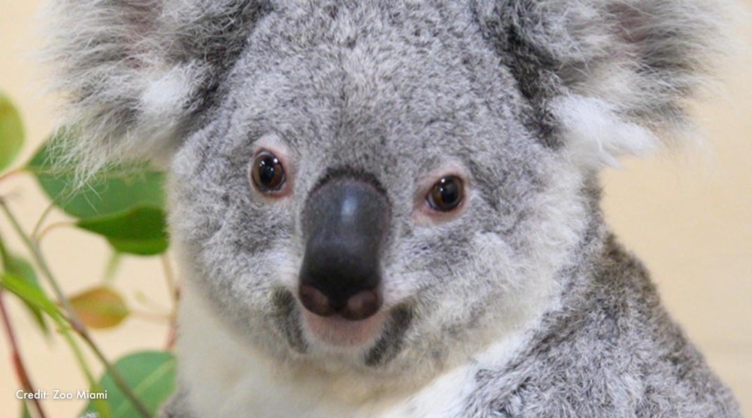 Rinny the Koala (2015-2024) | Obituary