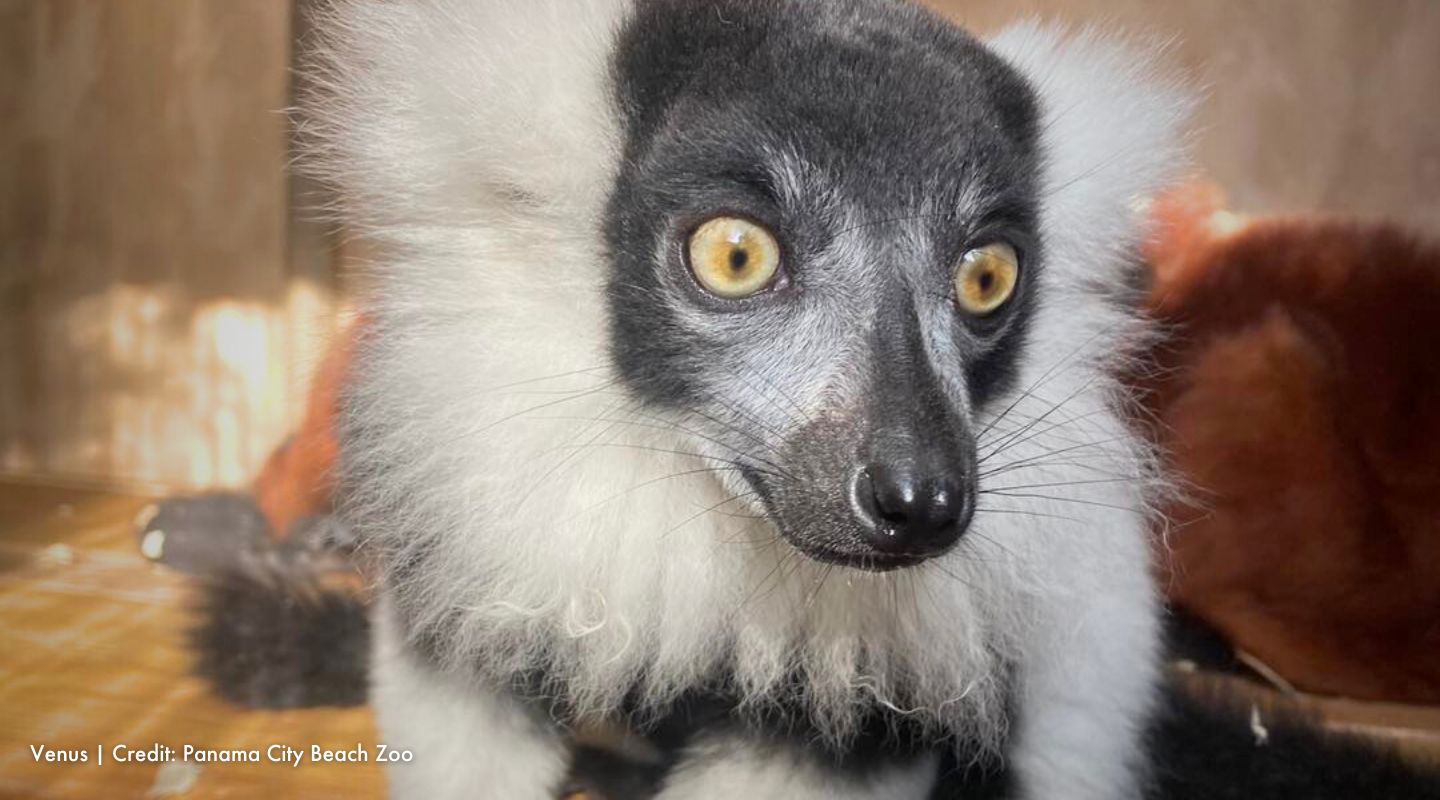 Seven Lemurs in Florida Zoo | Obituary