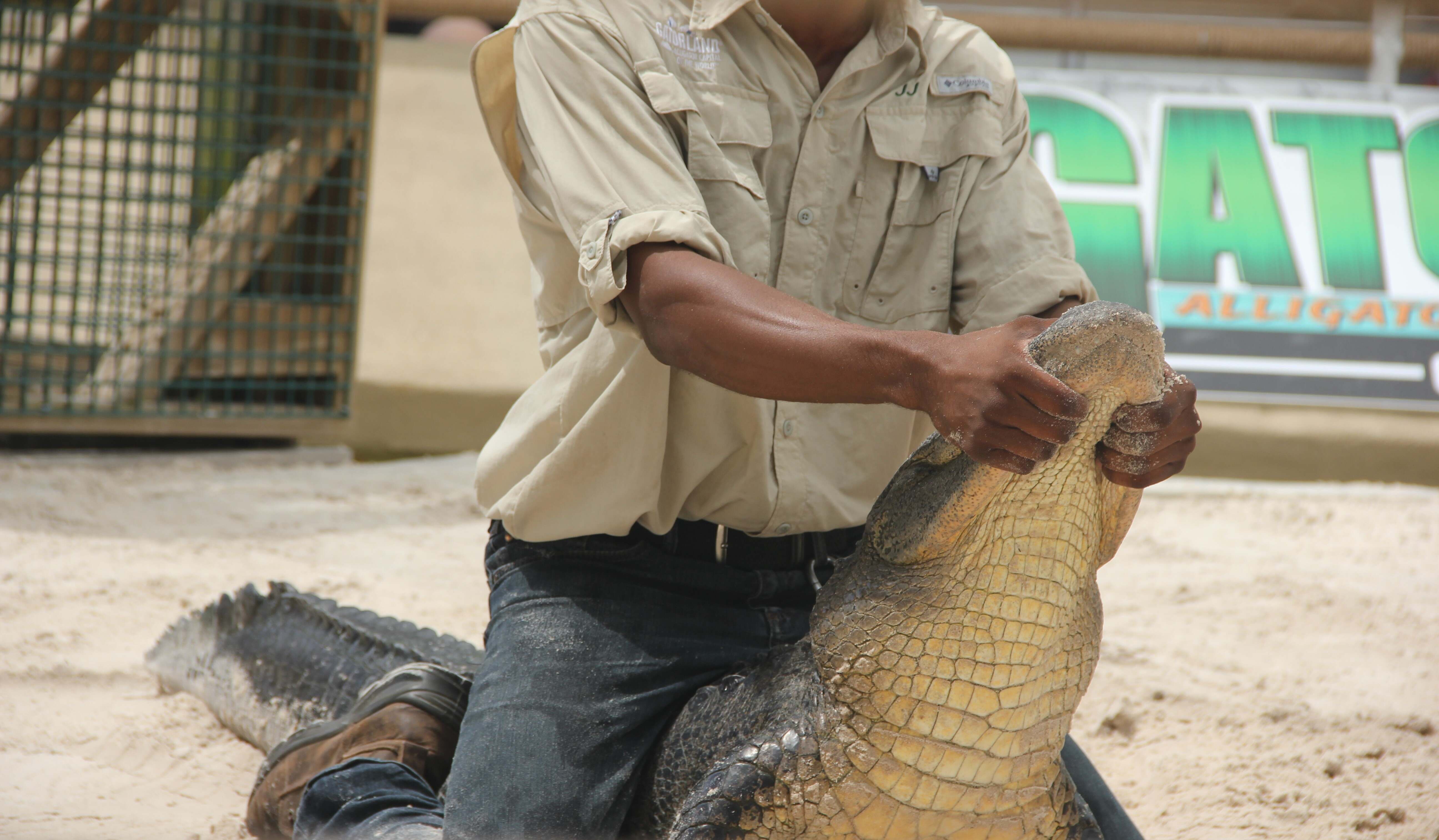 Gatorland Exposed: Alligators Suffer So GetYourGuide Can Profit