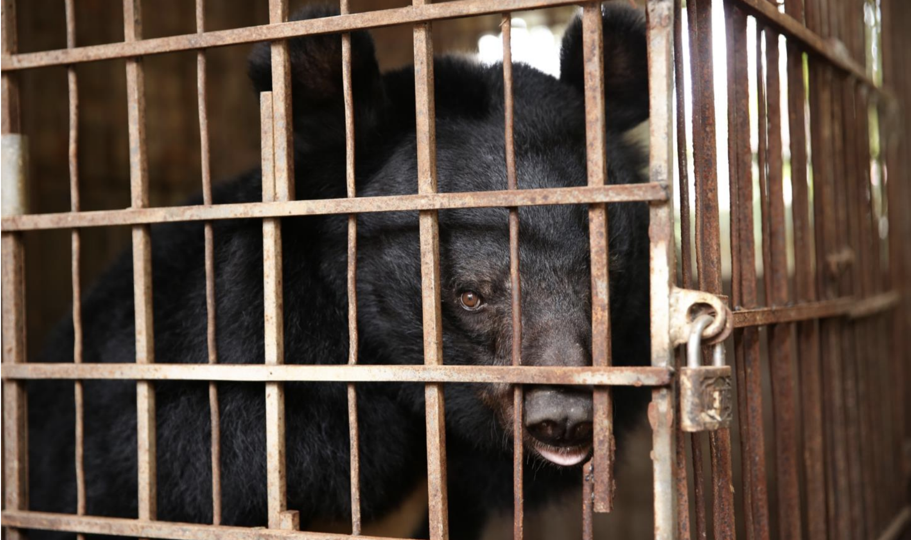 Bred for Profit Report: How We're Protecting Bears