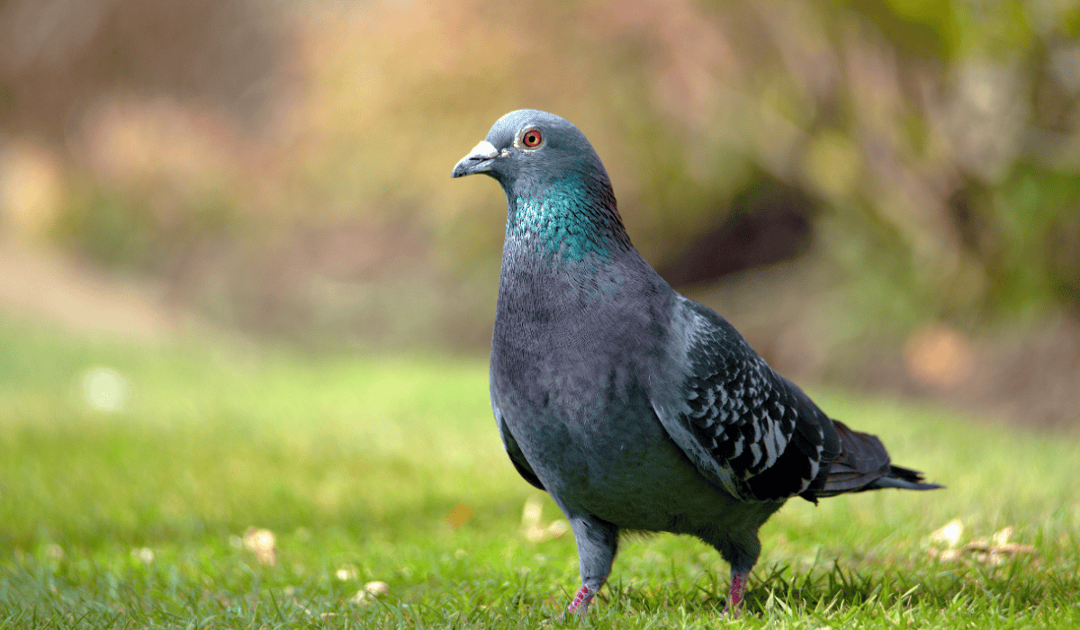 Pigeon Facts: Everything You Need to Know About These Misunderstood Birds
