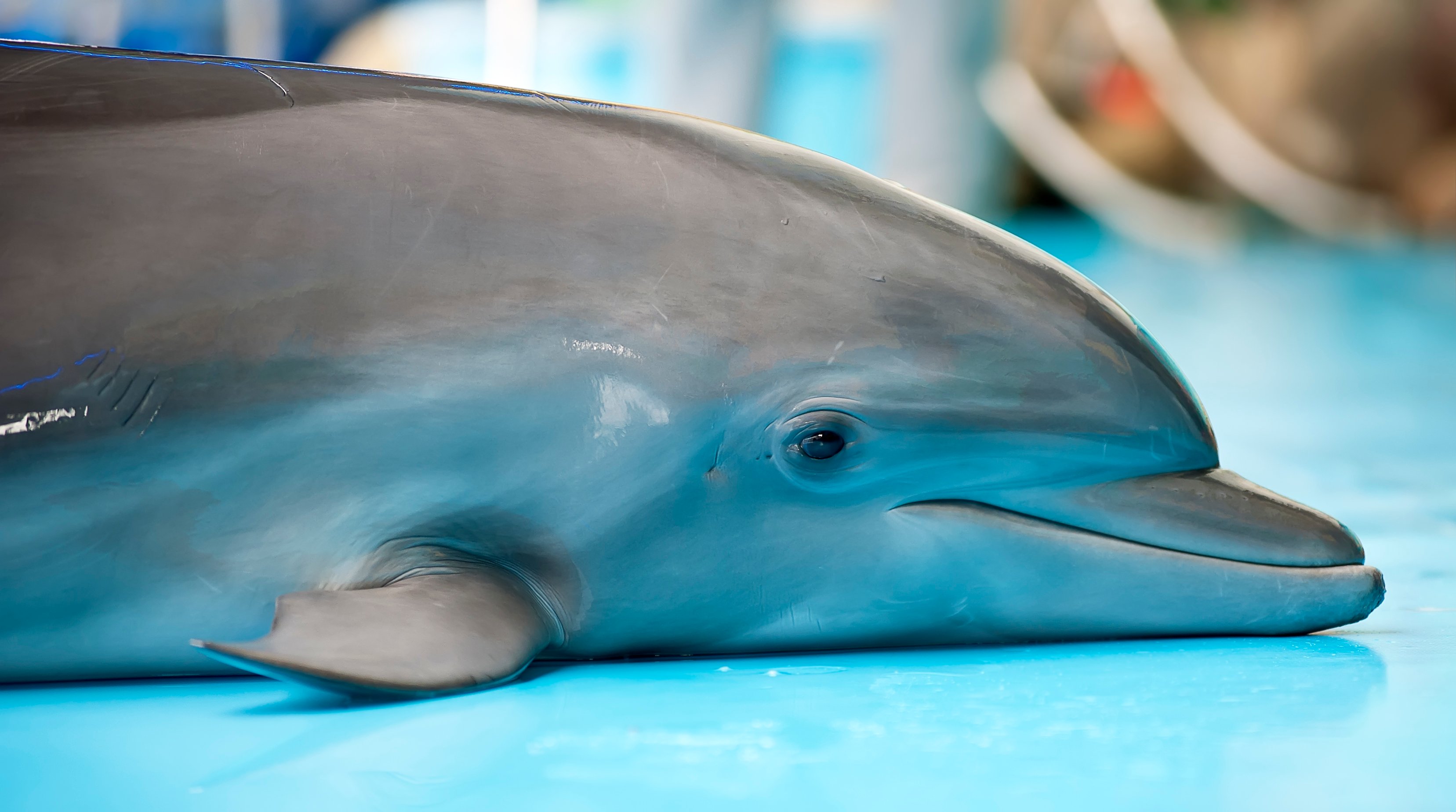 Dolphin in Florida Dies From Bird Flu