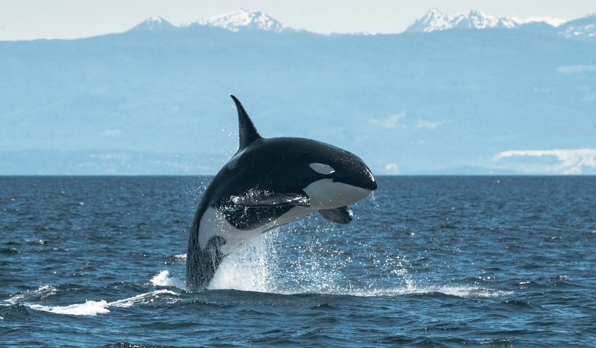 New Footage Shows Orcas Using Tools—Here’s Why That Matters