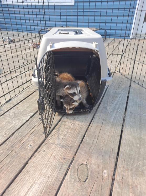 Rescuing These Baby Raccoons Broke My Heart, But I Would Do It All Over ...