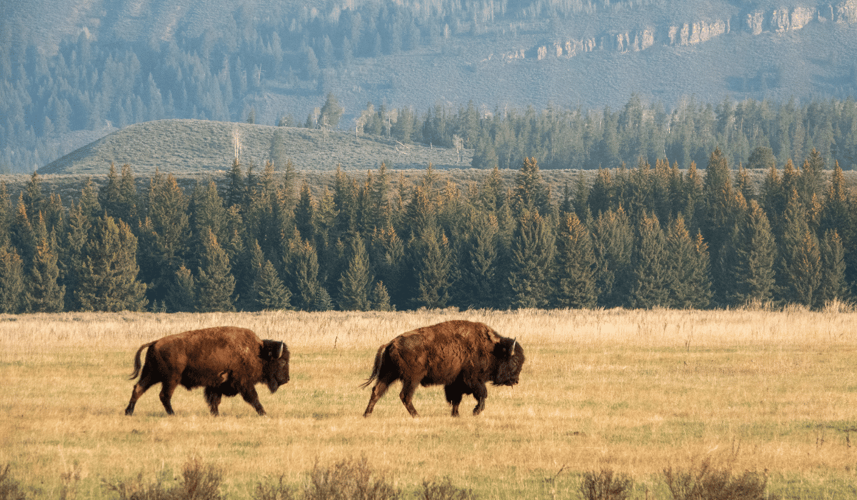 America’s Bison Are Being Evicted and It’s the Same Old Story