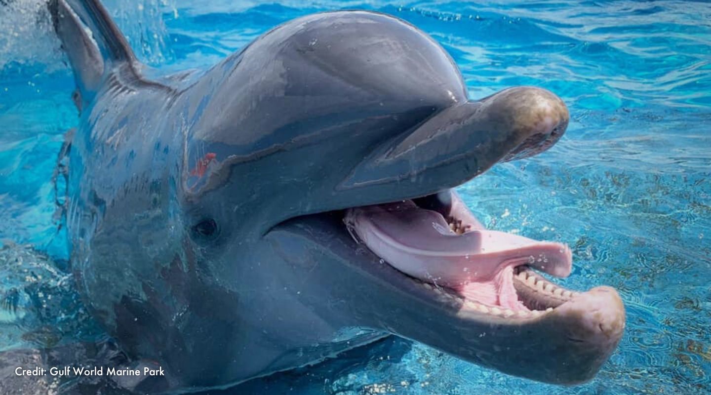 World Animal Protection US’ Statement on the Death of Jett the Dolphin