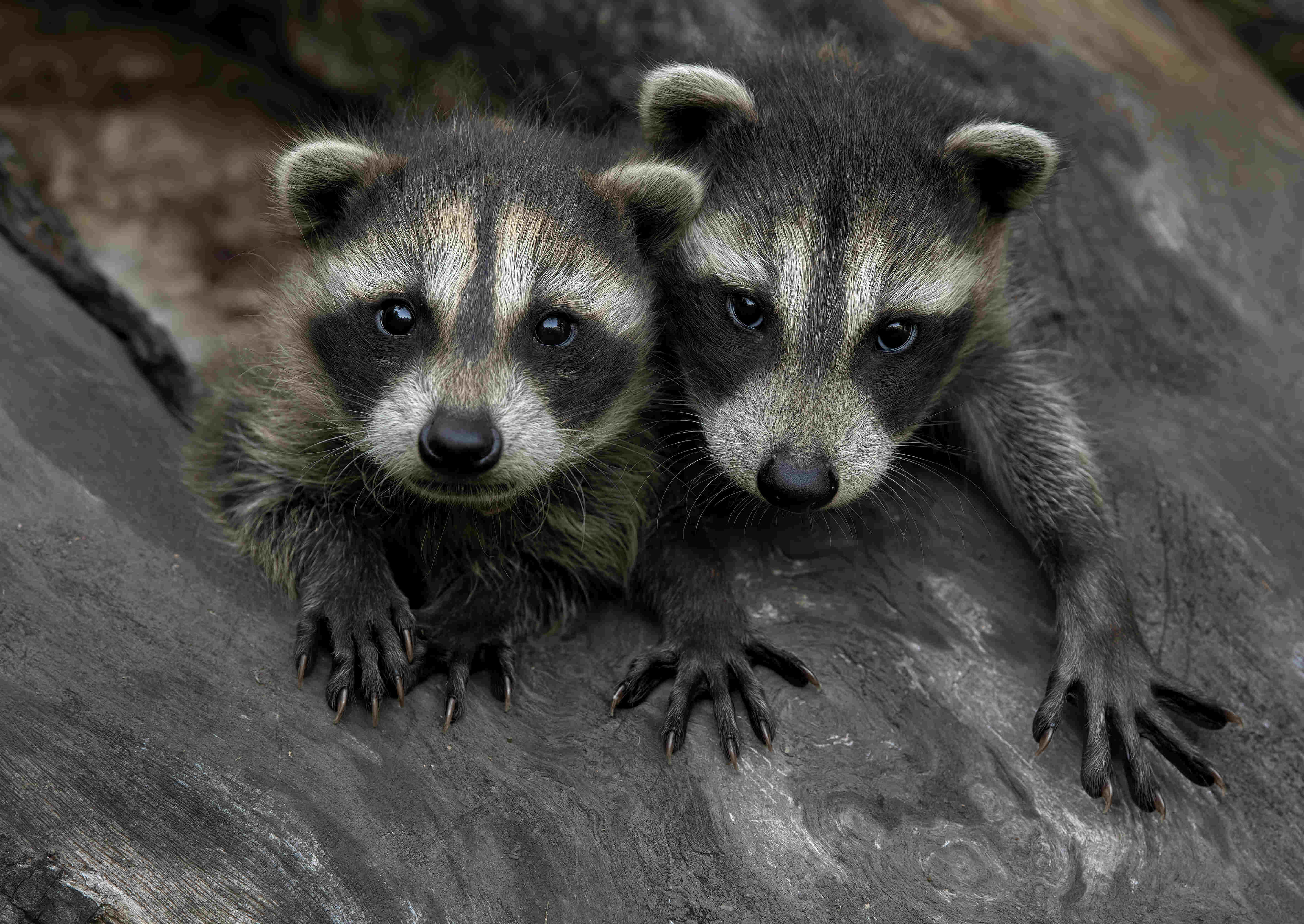 8 Facts About Raccoons: The Masked Mischief Makers