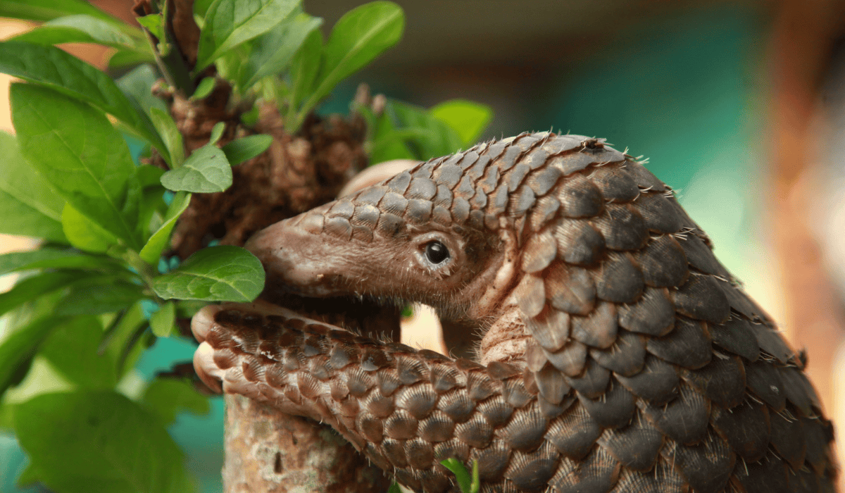 Meet Amba: A Pangolin’s Second Chance