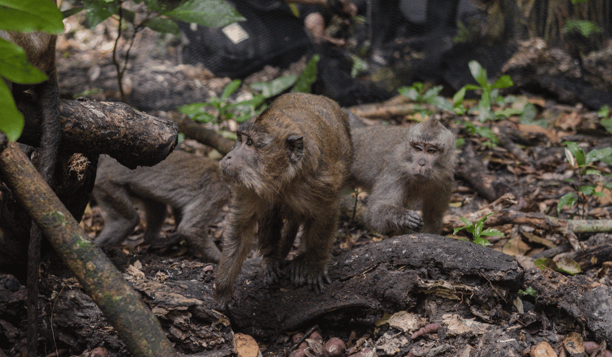 After Years of Suffering, Two Dancing Monkeys Take Their First Steps ...