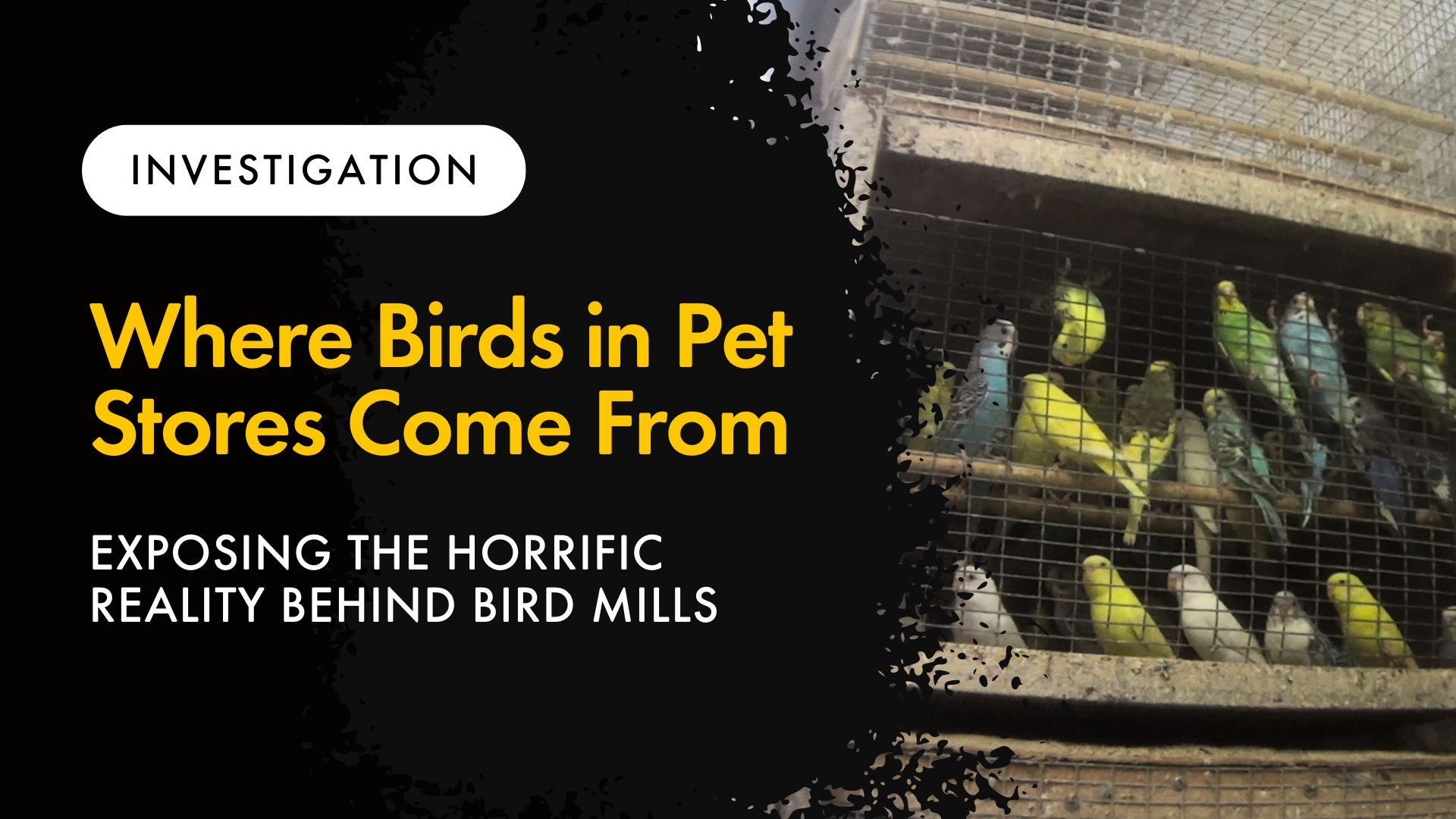 World Animal Protection Blows Lid Off the Bird Mill Industry