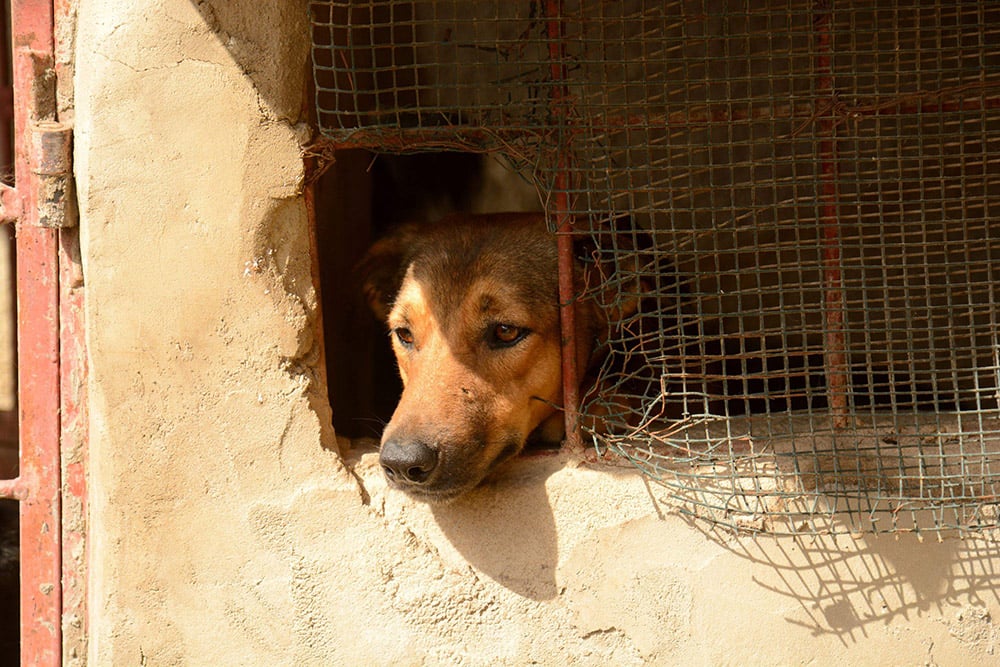 Ending Inhumane Culling: FAQ